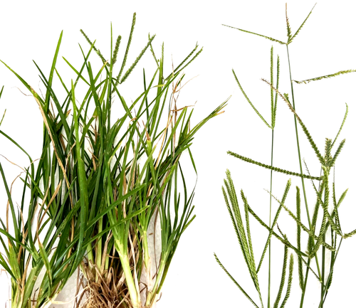 Dried Paragis Plant Powder Eleusine indica GooseGrass Poaceae Ayurvedic ...