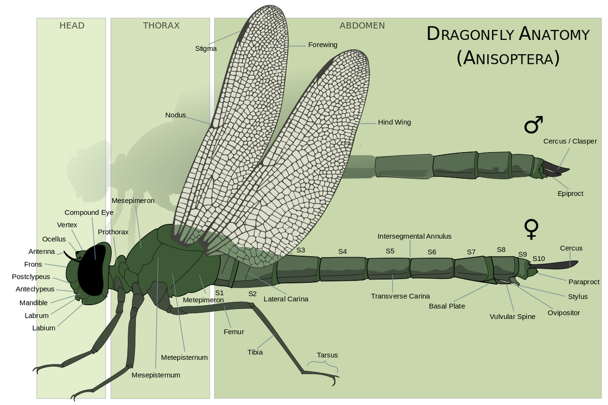 Insect Diagram Build A Bug | Western Australian Museum
