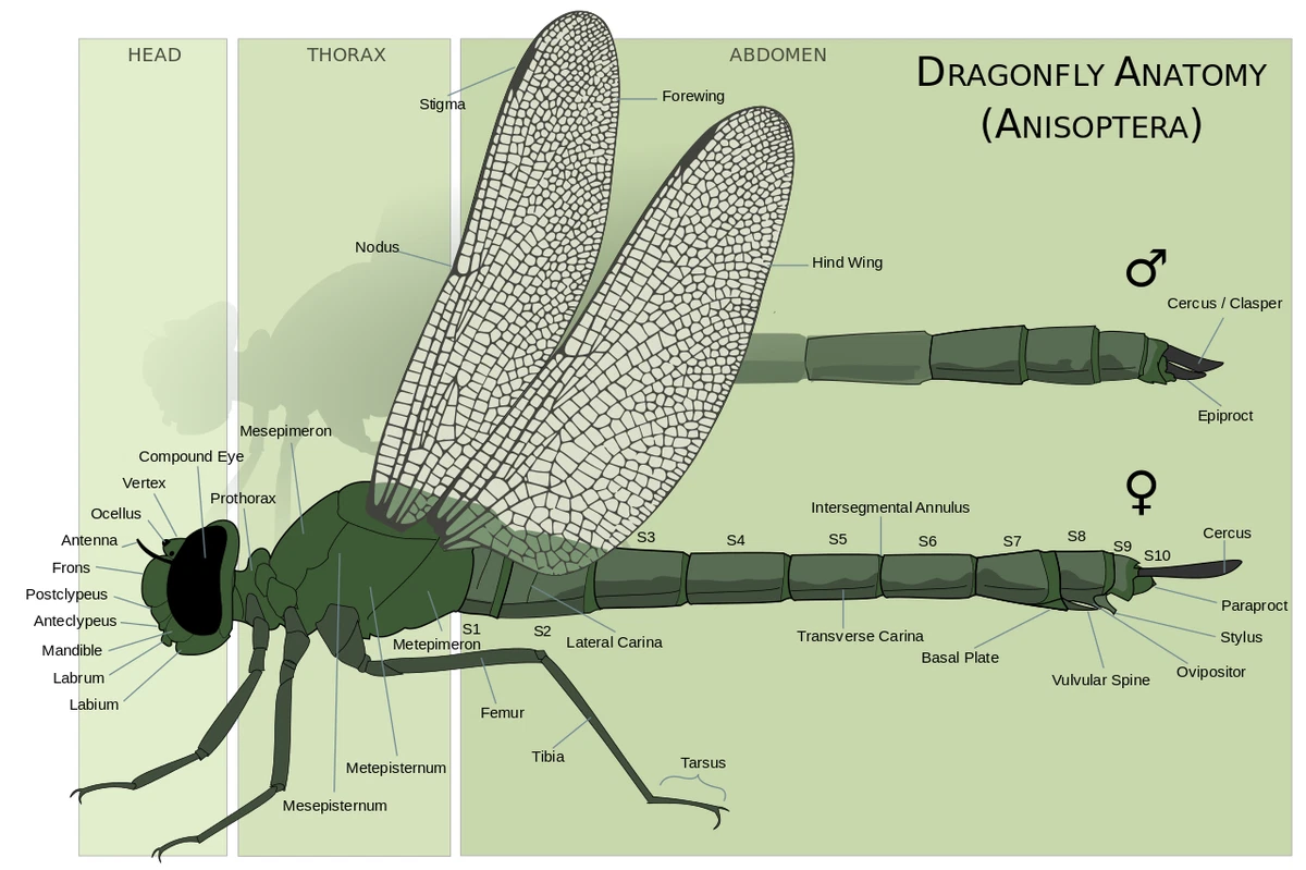 Labeled Insect Diagram