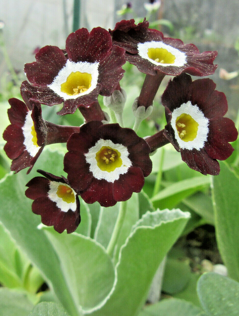 Garden or Border Auricula Seeds : Mixed Colours : Alpine Primula ...