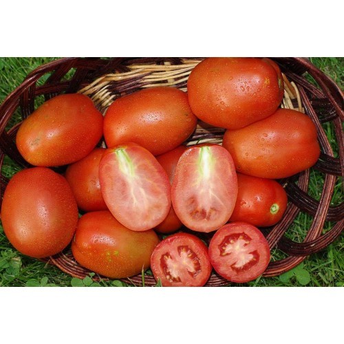 Tomatoes Briksol F1 Seeds 1000 seeds United Genetics USA Томат Бриксол ...