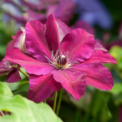 Clematis Westerplatte | Deciduous Perennial Climbing Garden Outdoor ...