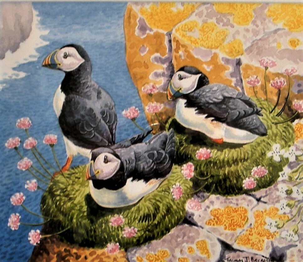 'Anglesey Puffins', Original Framed Watercolour Painting by Thomas ...