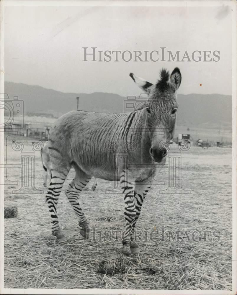 Donkey Zebra Mix