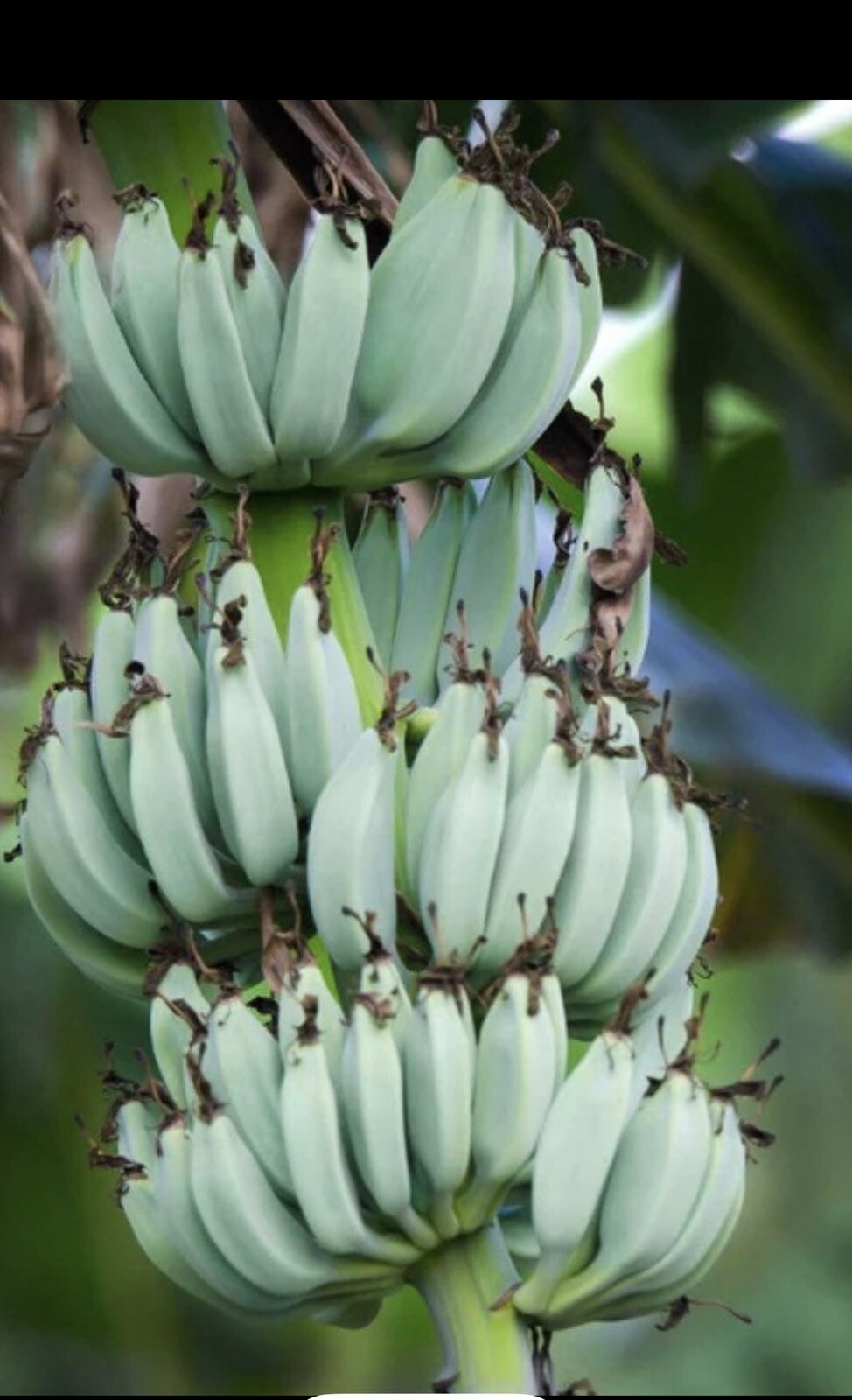 Ice Cream vanilla Banana Tree (look at size), Musa Blue Java, Cold ...