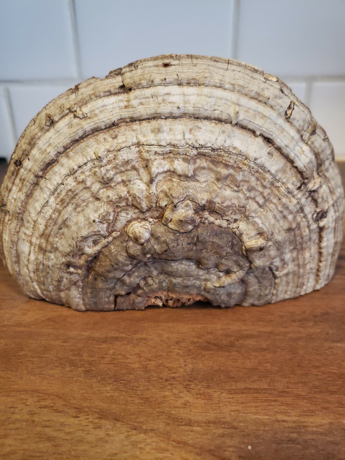 Natural Tree Conk Shelf Mushroom Fungus Carving Light House Scene | eBay