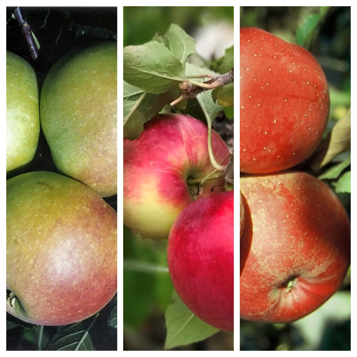 Familienbaum Trio Apfelbaum James Grieve, Alkmene, Cox Orange und Melrose | eBay