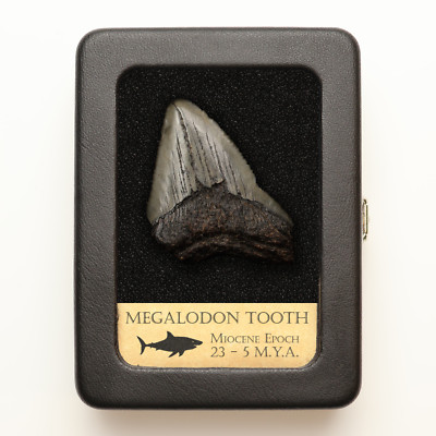 Megalodon Tooth With Display Case | eBay