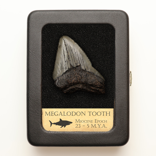 Megalodon Tooth With Display Case | eBay