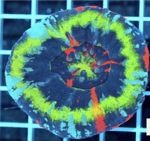 Ultra Master Scoly- Scolymia Coral | eBay