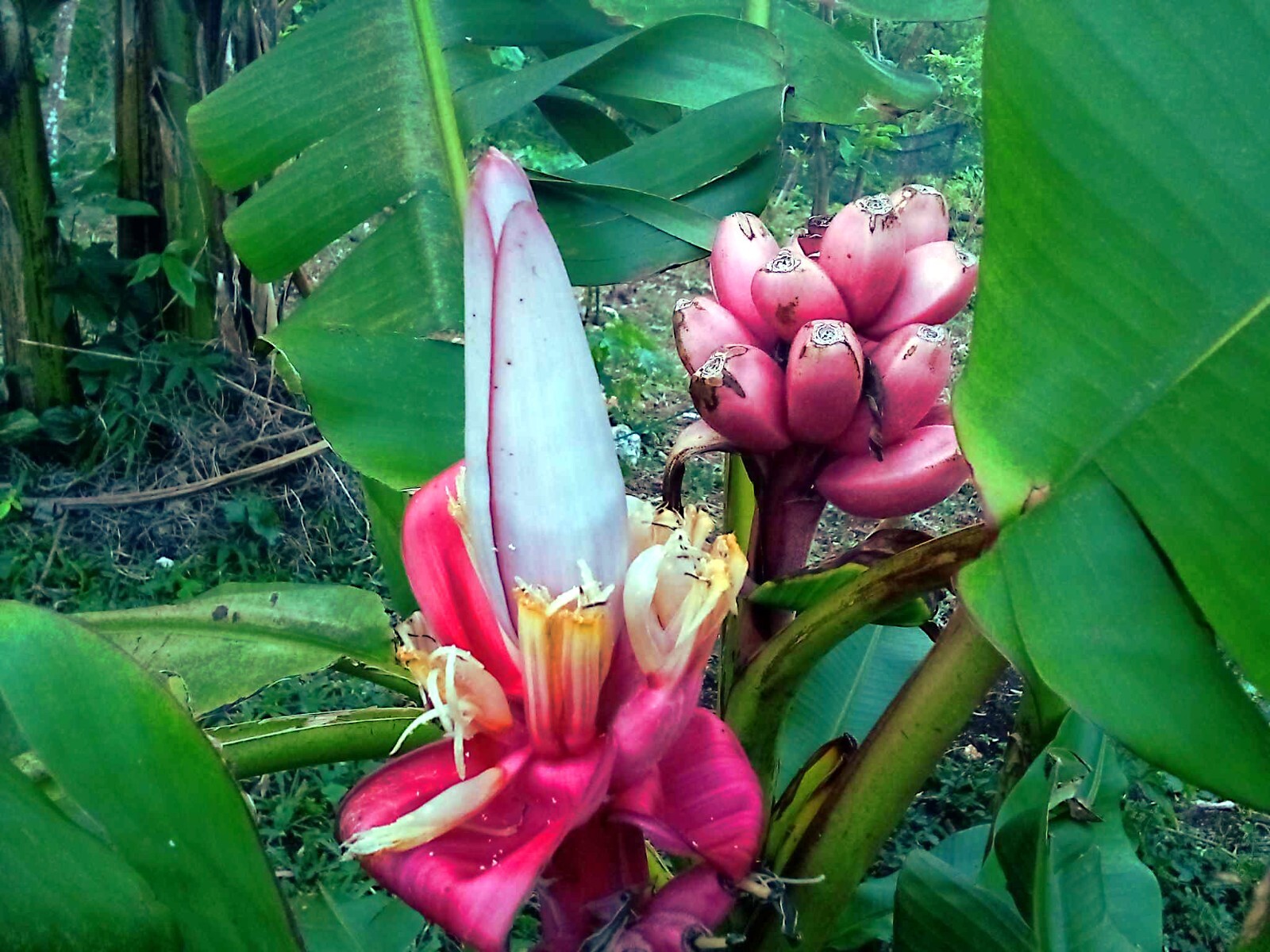 10 Pink Dwarf Banana Tree Fruit Plant Seeds (Musa velu.) Rare Fast ...