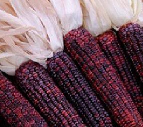 35 BLOODY BUTCHER RED CORN Edible & Ornamental Heirloom Zea Mays ...