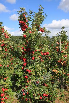 Photo 6x4 A bumper crop at Sargents Farm, Gorsley! Gorsley Common c2011 ...