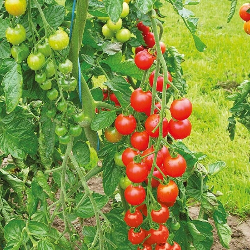Sweetie Cherry Tomato Seeds, Super Sweet Cherry Tomato, NON-GMO, FREE ...