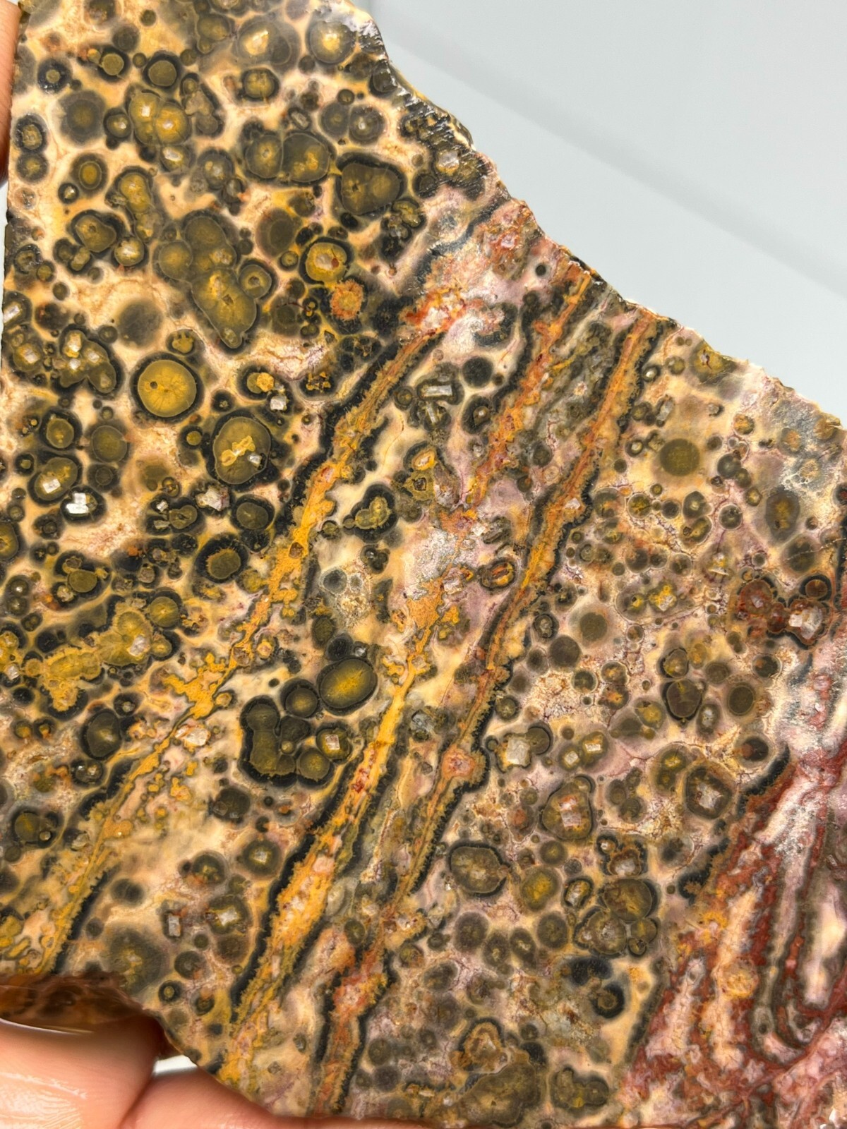 Orbicular Leopard Skin Jasper Rough Slab for Cabbing Carving Chakra ...