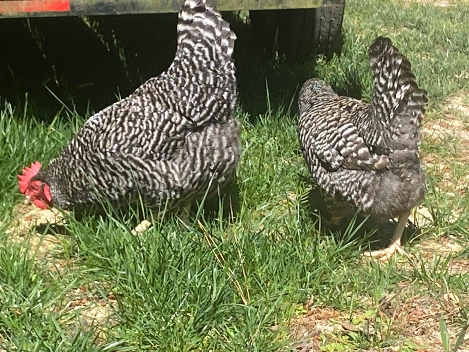 Heritage Barred Plymouth Rock hatching eggs, 12+2 | eBay
