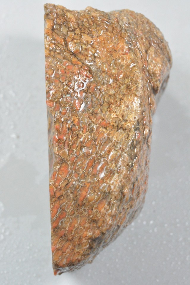 Agatized Dinosaur Bone, Utah, EX Shirley Collection, 275 grams | eBay