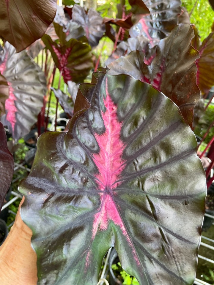 Colocasia Redemption / Elephant Ear – Large 1 Gallon Size - Largest on ...