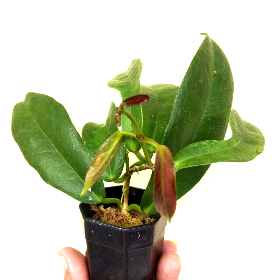 Hoya subcalva ( grape fragrance ) 8-15 inchs well rooted. | eBay