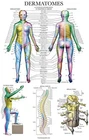 Dermatomes & Nervous System Anatomical Chart - Australia | Ubuy