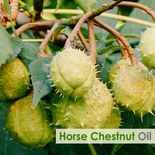 Horse Chestnut (Aesculus) 100% Pure & Natural Essential Oil 10ml-5000ml ...