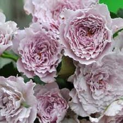 Libellula‘ rose - 5 cuttings , no roots | eBay