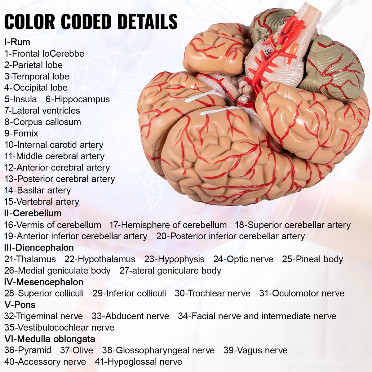 Brain Nerves Model