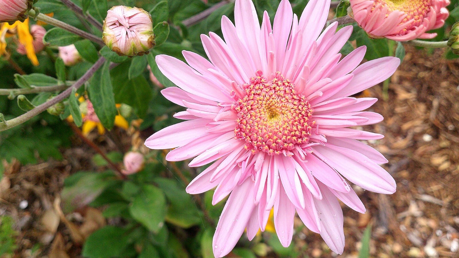 Chrysanthemum “Lucy” x 1 plant. Reliable, prolific. Anemone. | eBay ...
