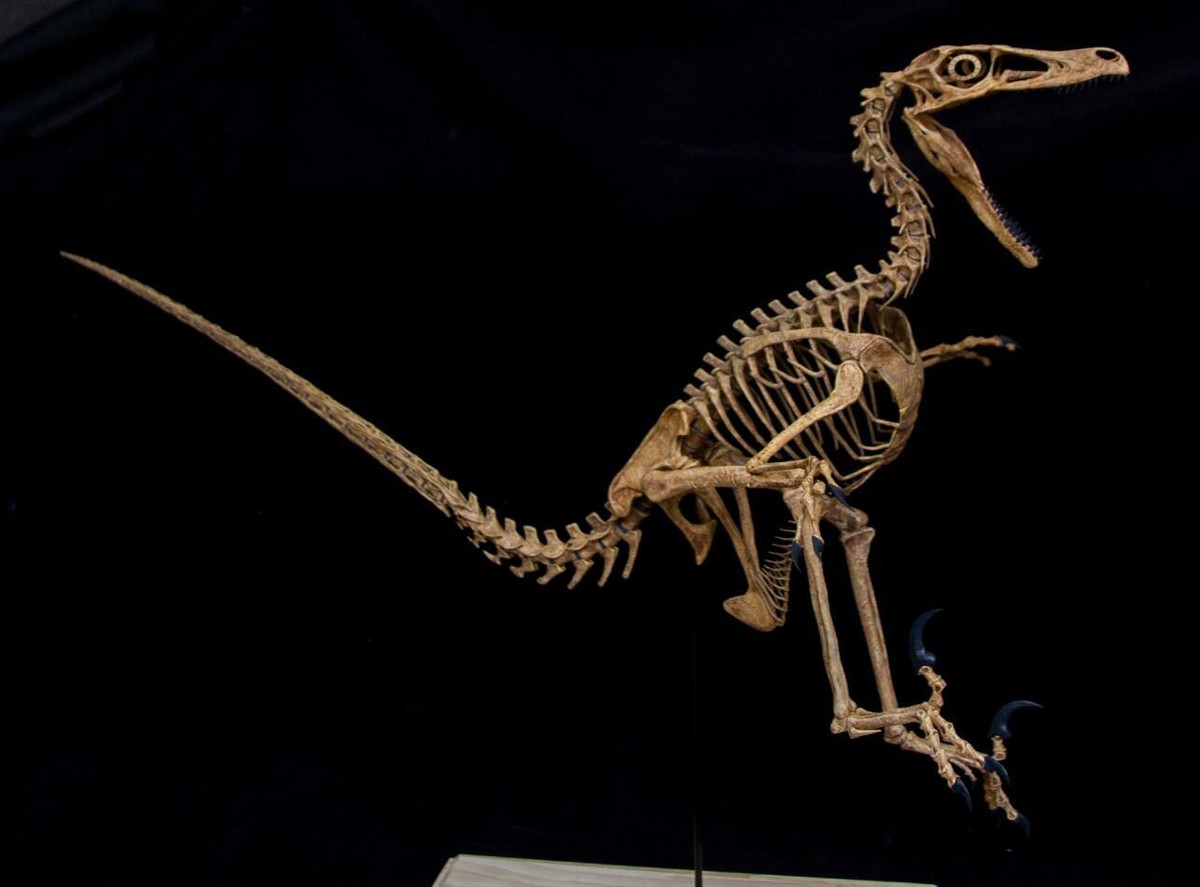Velociraptor Bones