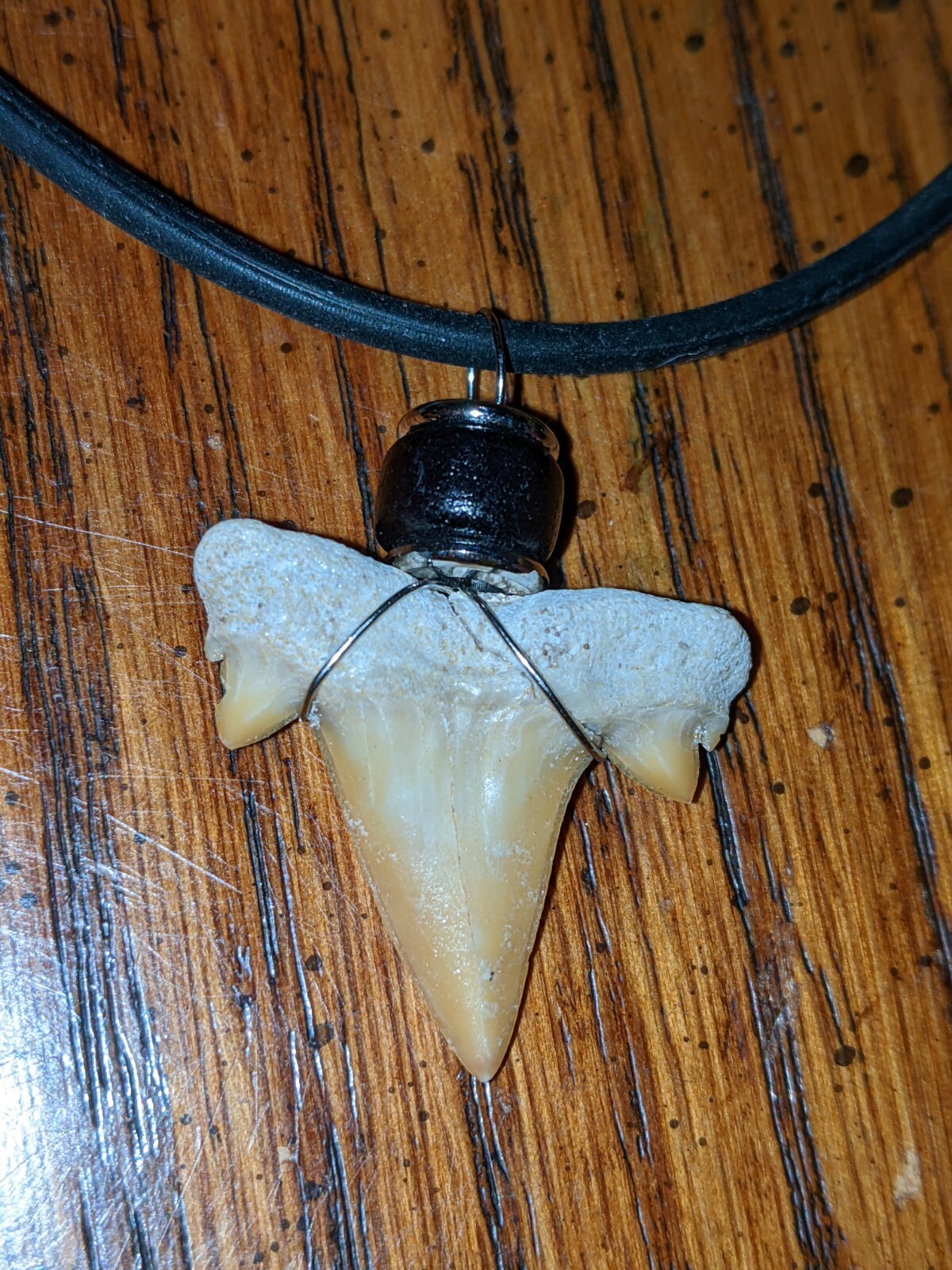 Fossil Ware V&L Crafts Otodus Shark Tooth Choker Necklace | eBay