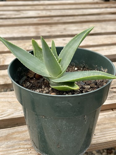 Aloe, striata hybrid 'ghost Hybrid, In a 6" Pot | eBay