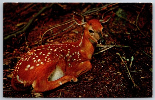 Animals~Spotted Fawn In Adirondack Mountains~Vintage Postcard | eBay