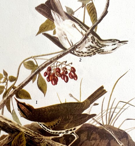 Oven Bird 1946 Color Art Print John James Audubon Nature Antique DWV2I ...