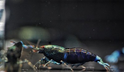 10+1 Ocean Blue Caridina Freshwater Shrimp Vibrant Deep Blues💎 US ...