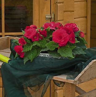 Begonia Nonstop Deep Rose 1,000 seeds | eBay