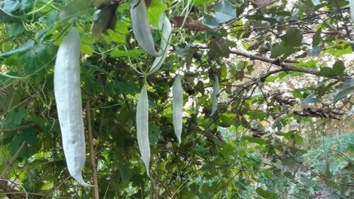 5 PCS WEST BITTER MELON, BALSAM PEAR, KU GUA, FOO GWAH, KHỔ QUA TÂY | eBay