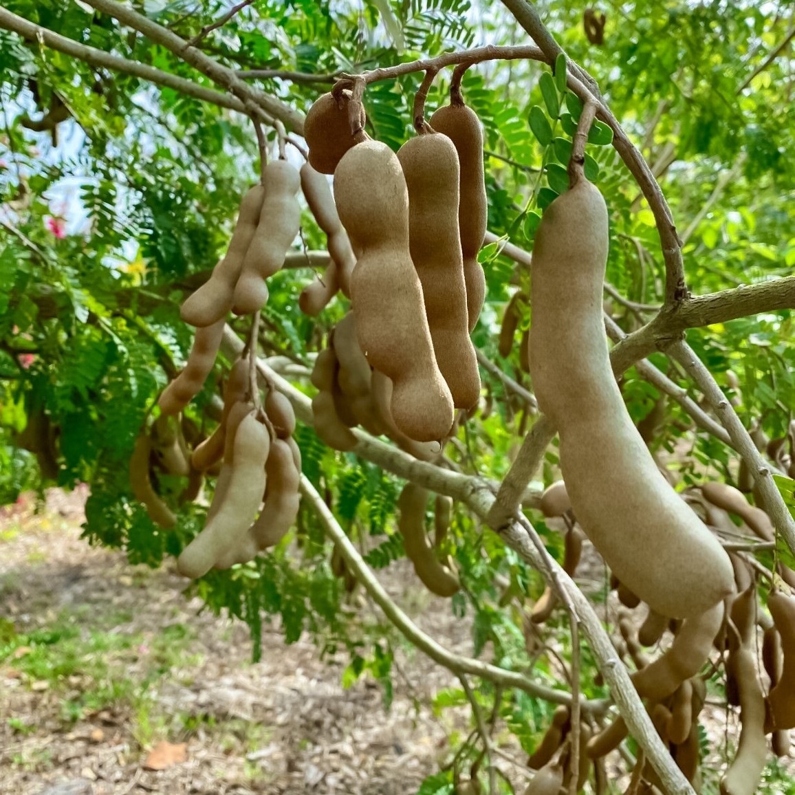 Tamarind Tree