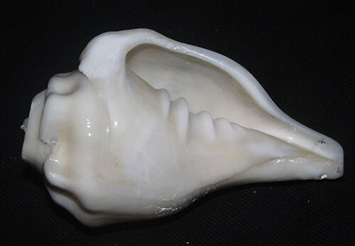 106 mm FREAK ROSE PATTERN Turbinella Pyrum Chank Seashell AMAZING ...