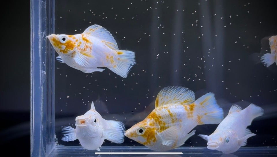 Rare - 1 Pair - Sakura Molly Balloon Round Tail ShortBody- Super High ...