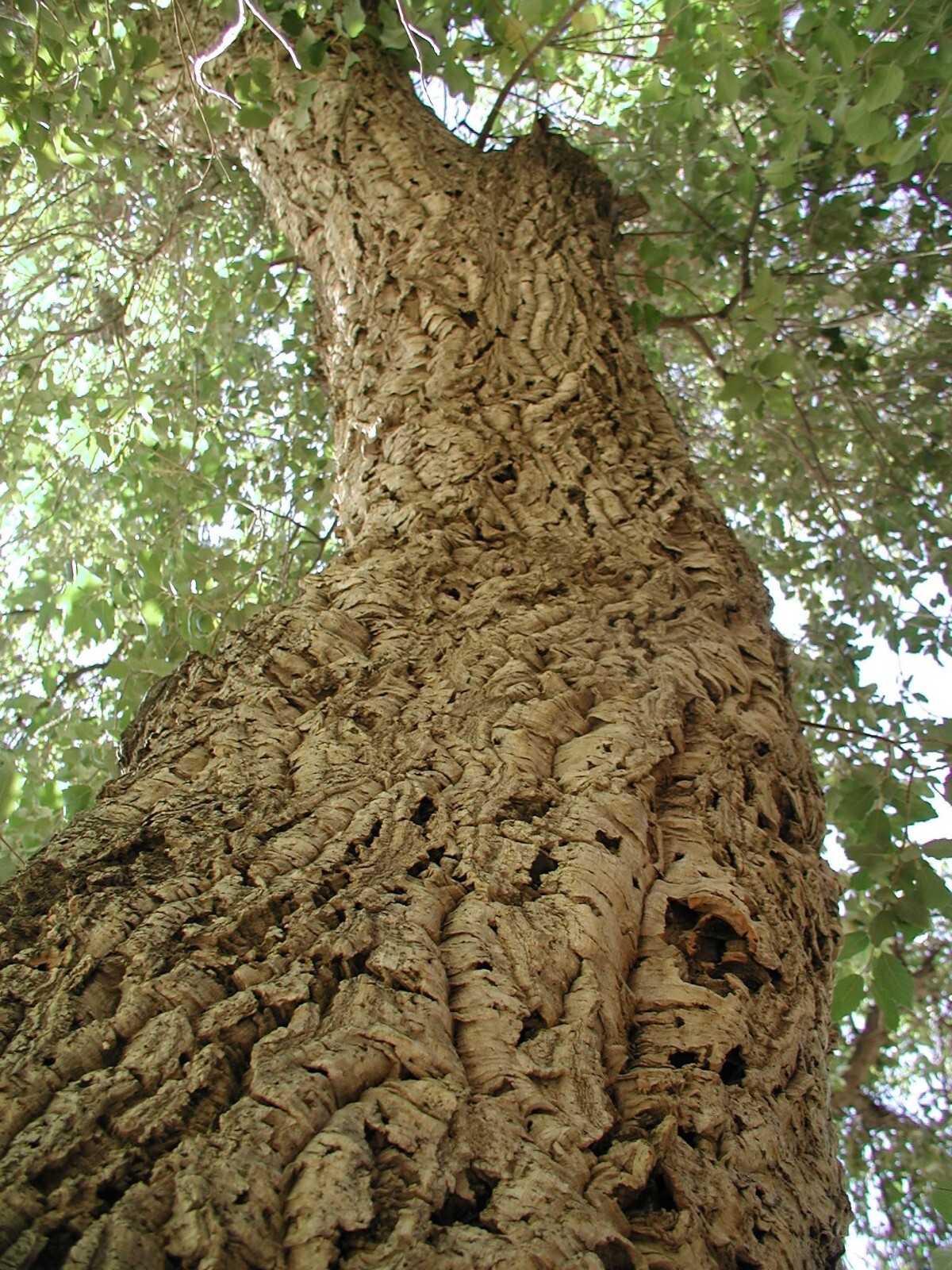 Quercus suber 10+ seeds cork oak evergreen oak tree seed Acorns ...