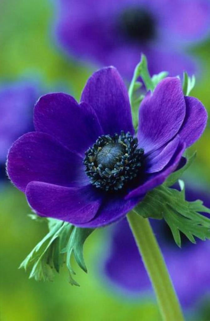 1-100 ANEMONE MR FOKKER (DE CAEN) BULBS BLUE IDEAL FOR ROCKERIES ...