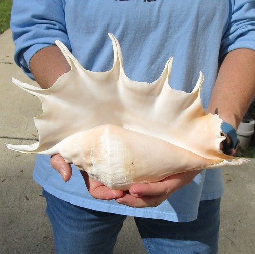 13 X 8 inch Beautiful Giant Spider Conch shell, seashell #50205 | eBay