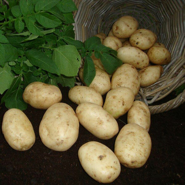 Certified Seed Potatoes -Scottish Basic Seed Potatoes X12 Tubers for ...