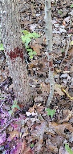 Grim Reaper 100 Grain 3 Blades Arrowhead for sale online | eBay