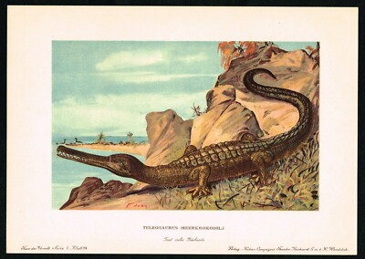 1900 Teleosaurus Dinosaur, Prehistoric Extinct Animal, Antique Print ...