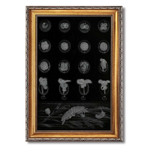 Marine Biology Embryo Stages Wall Art Canvas Oil Paintings Reproduction ...