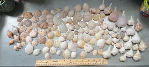 Lot Florida Sea Shells -Prickly Cockles , Pear Whelks, Calico Clams ...
