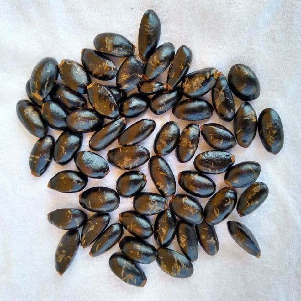 Sugar Apple Seeds Annona, Custard apple Seeds, Tropical Sweetsop Plant ...