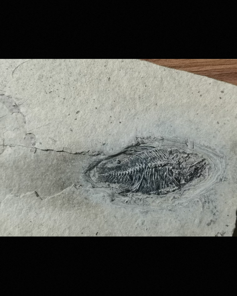 Exquisite fossil Paleocene Epoch period fin fish fossil bony tongue ...