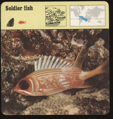 Soldier Fish Safari Cards Rencontre Fish | eBay